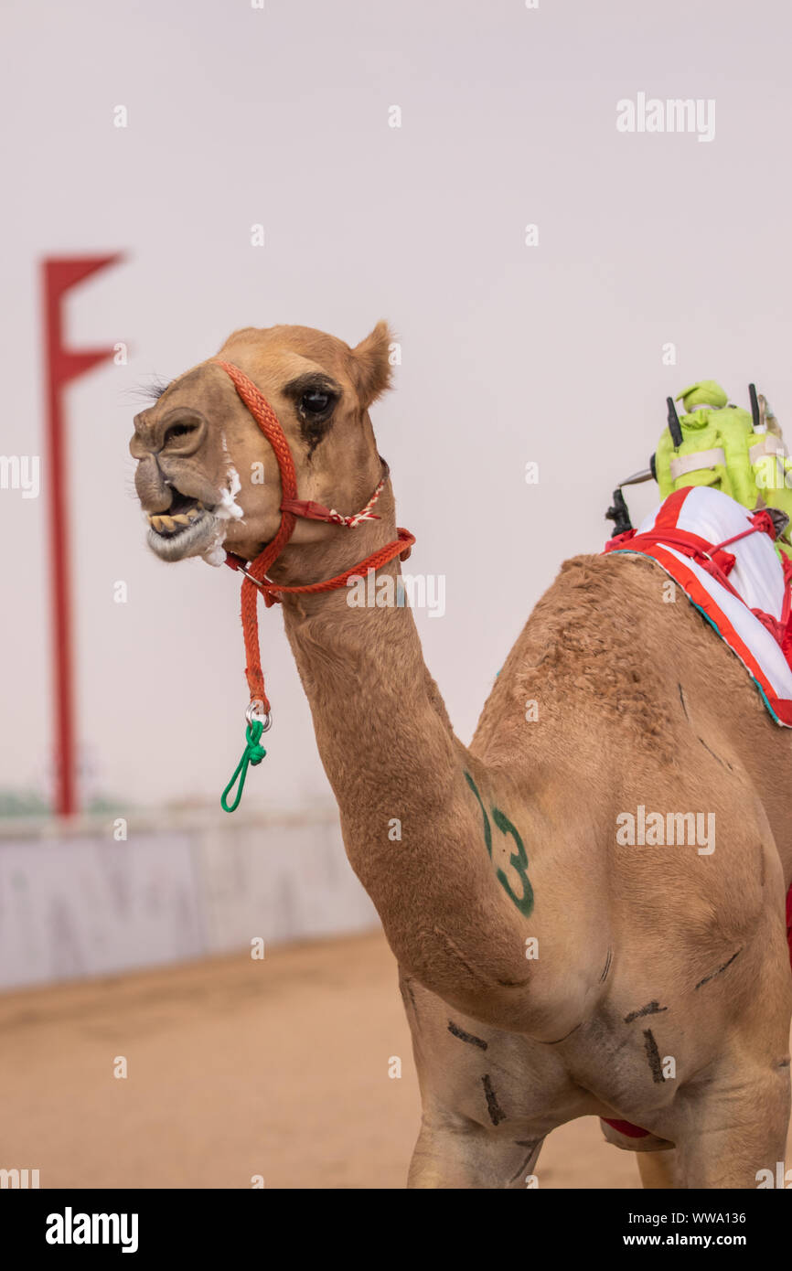 Camel Racing in Taif, Saudi Arabia Stock Photo - Alamy