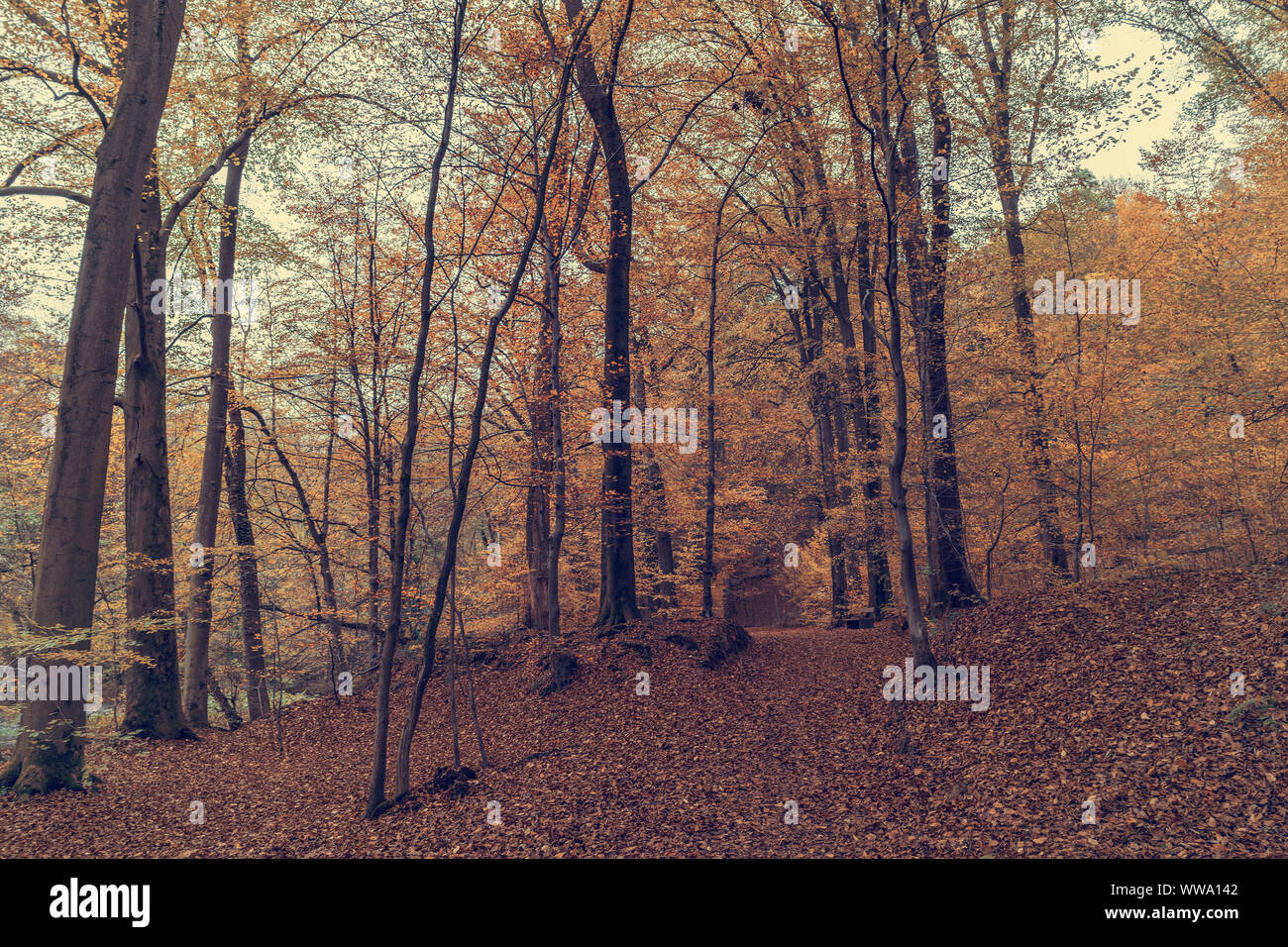 Indian summer autumn hi-res stock photography and images - Alamy