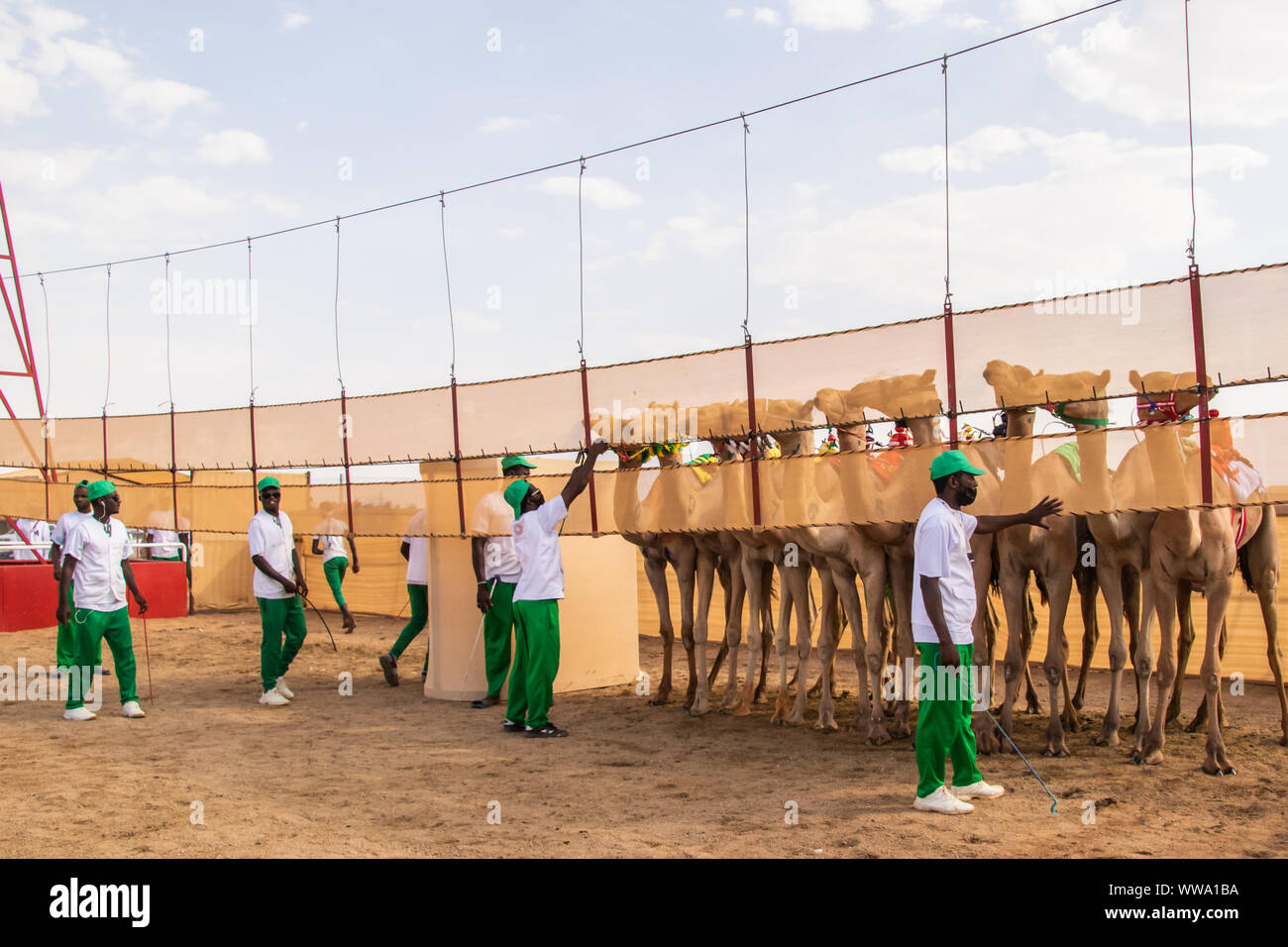 Camel Racing in Taif, Saudi Arabia Stock Photo - Alamy