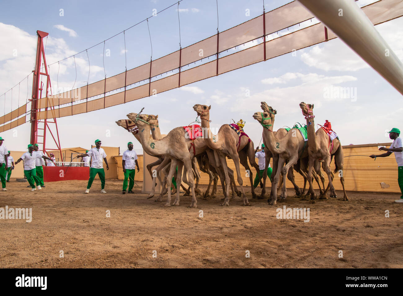 Camel Racing in Taif, Saudi Arabia Stock Photo - Alamy