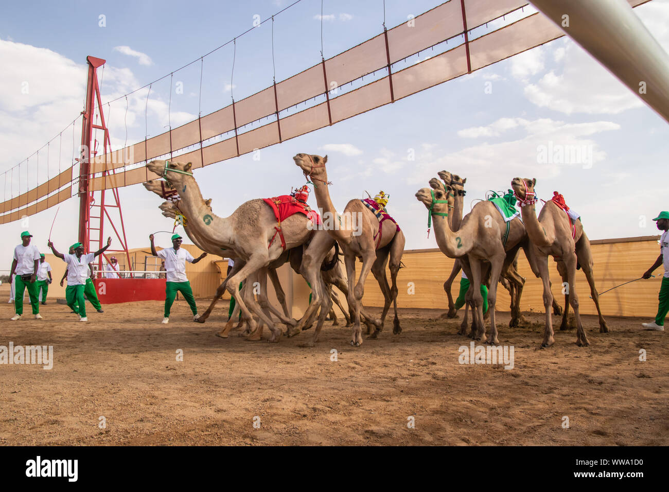 Camel Racing in Taif, Saudi Arabia Stock Photo - Alamy