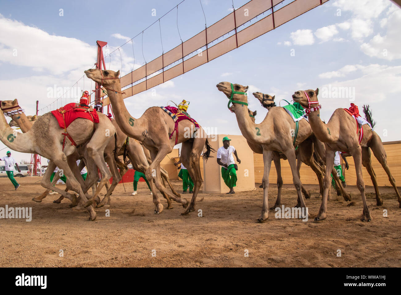 Camel Racing in Taif, Saudi Arabia Stock Photo - Alamy