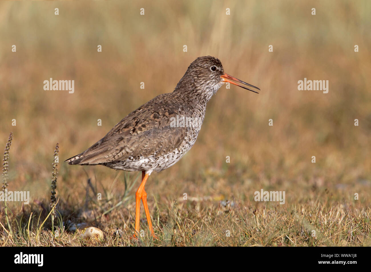 Redshank chicks hi-res stock photography and images - Alamy