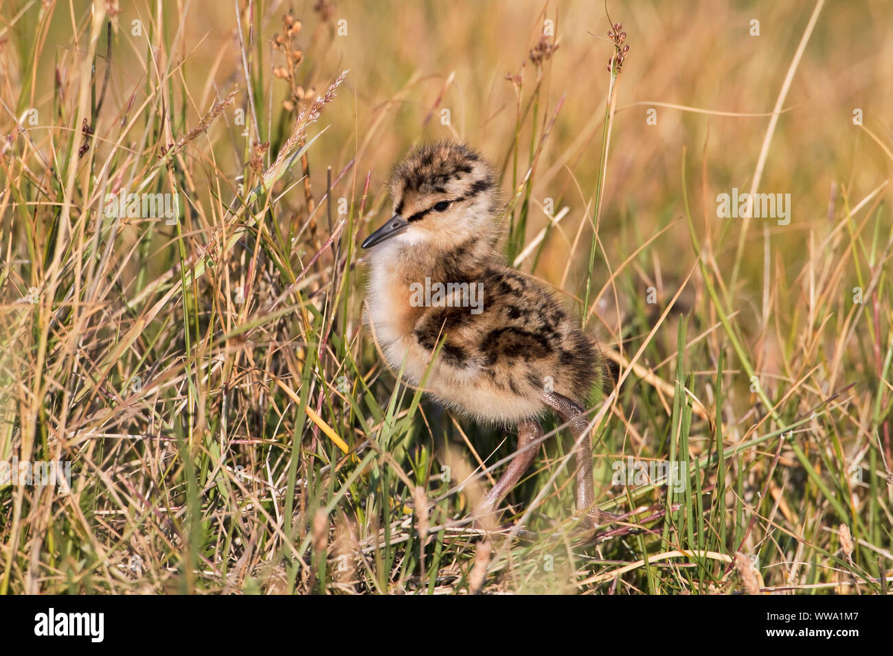 Redshank tringa totanus young hi-res stock photography and images - Alamy