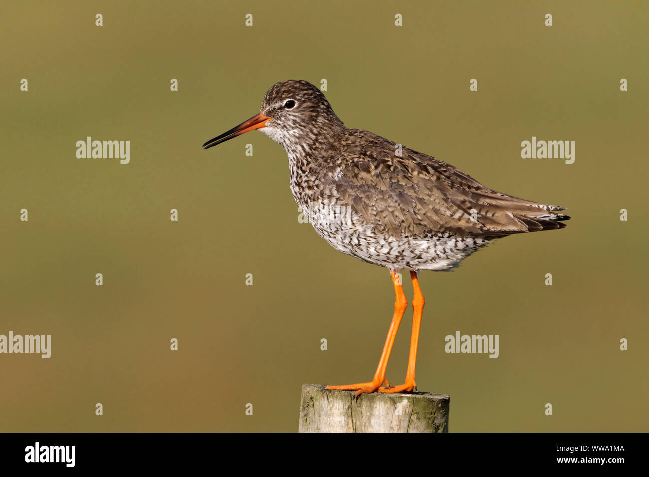 Redshank chicks hi-res stock photography and images - Alamy