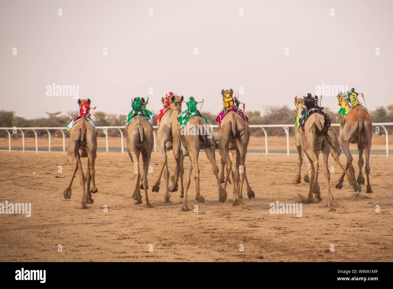 Camel Racing in Taif, Saudi Arabia Stock Photo - Alamy