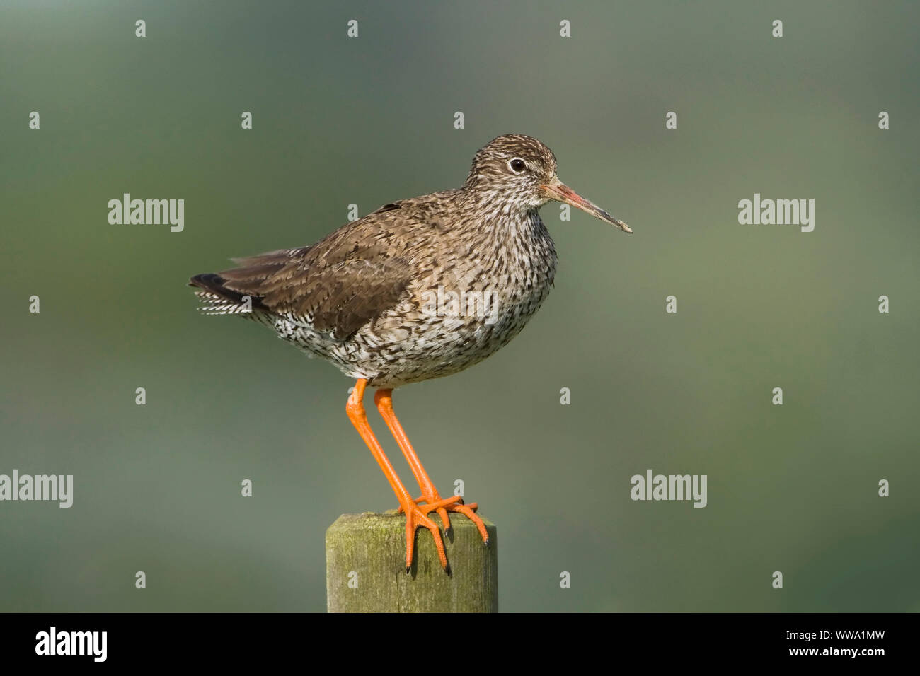 An adult Redshank on guard watching over it's chicks Stock Photo - Alamy