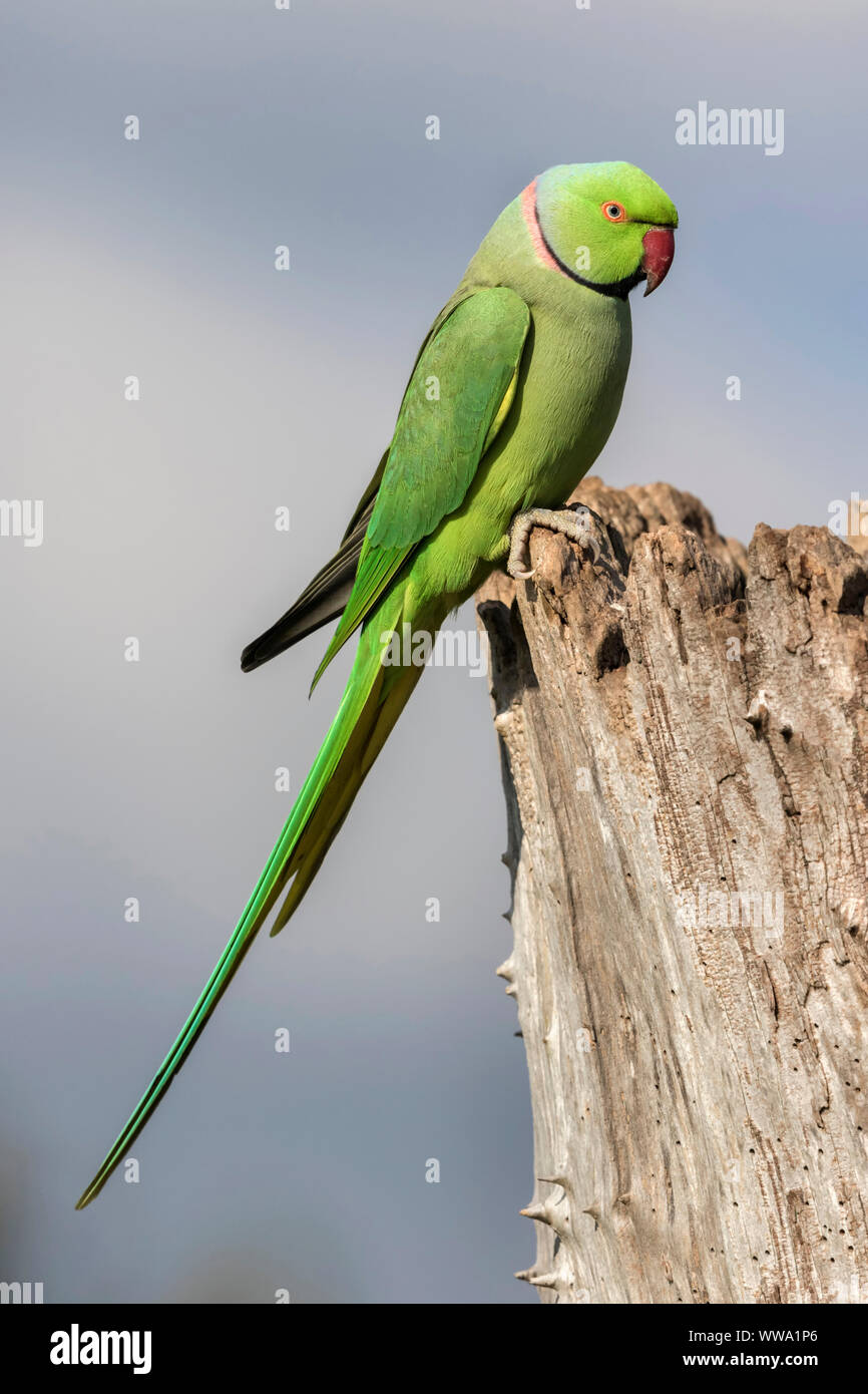 Ring necked Parakeet, Psittacula krameri, a single adult bird, october ...