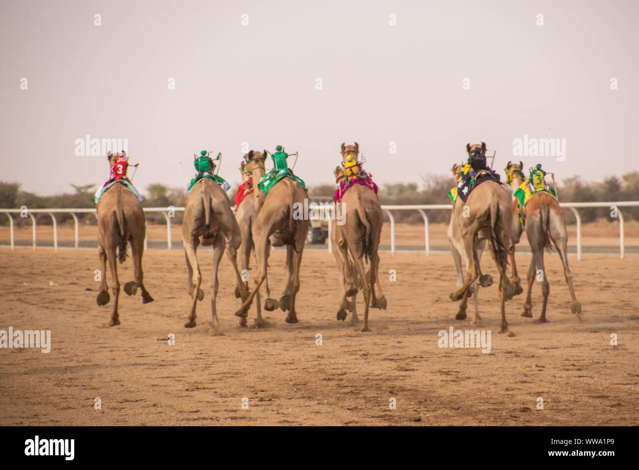 Camel Racing in Taif, Saudi Arabia Stock Photo - Alamy