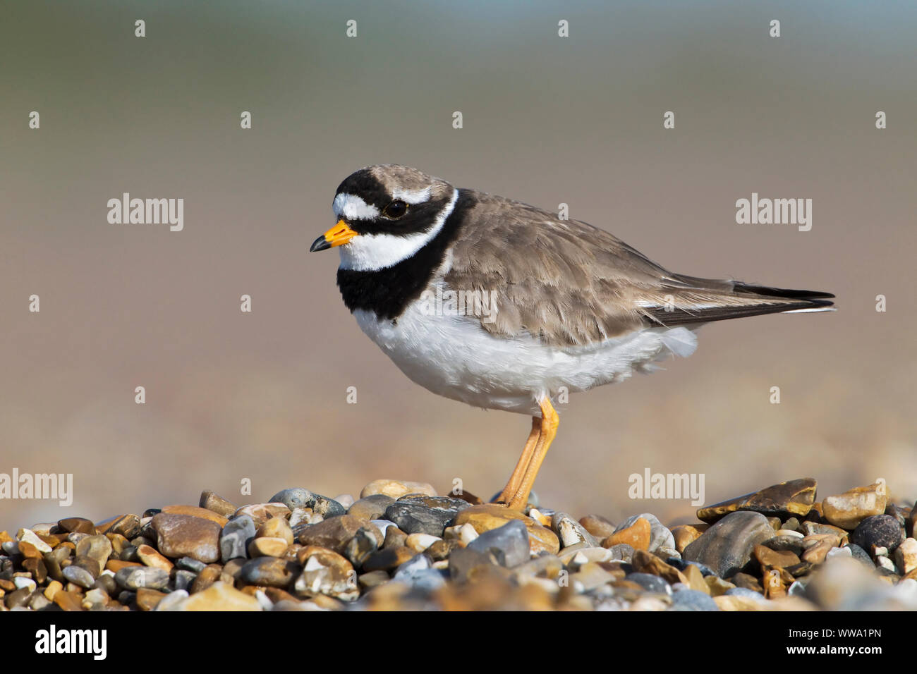 Adult breeding plumage Ringed Plover Stock Photo - Alamy