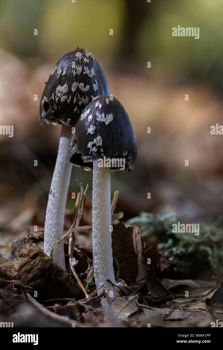Couple of coprinus picaceus Stock Photo - Alamy