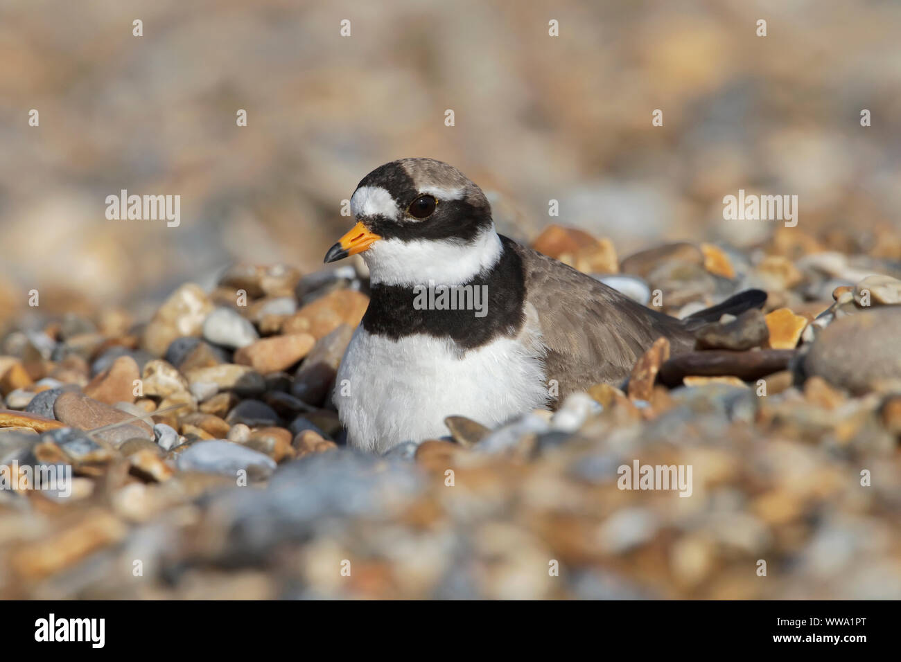 An adult Ringed Plover brooding on nest Stock Photo - Alamy