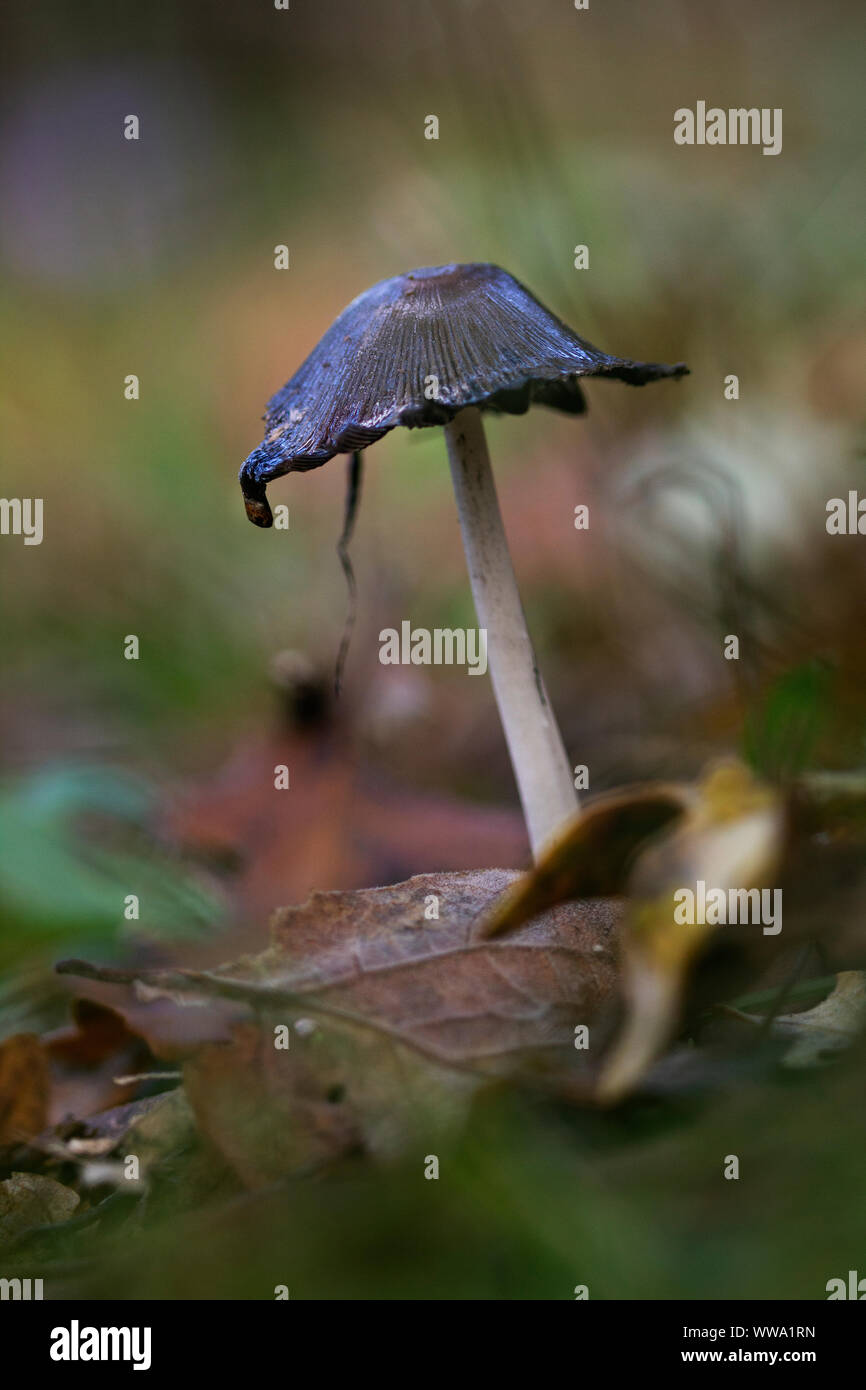 Pinacea hi-res stock photography and images - Alamy