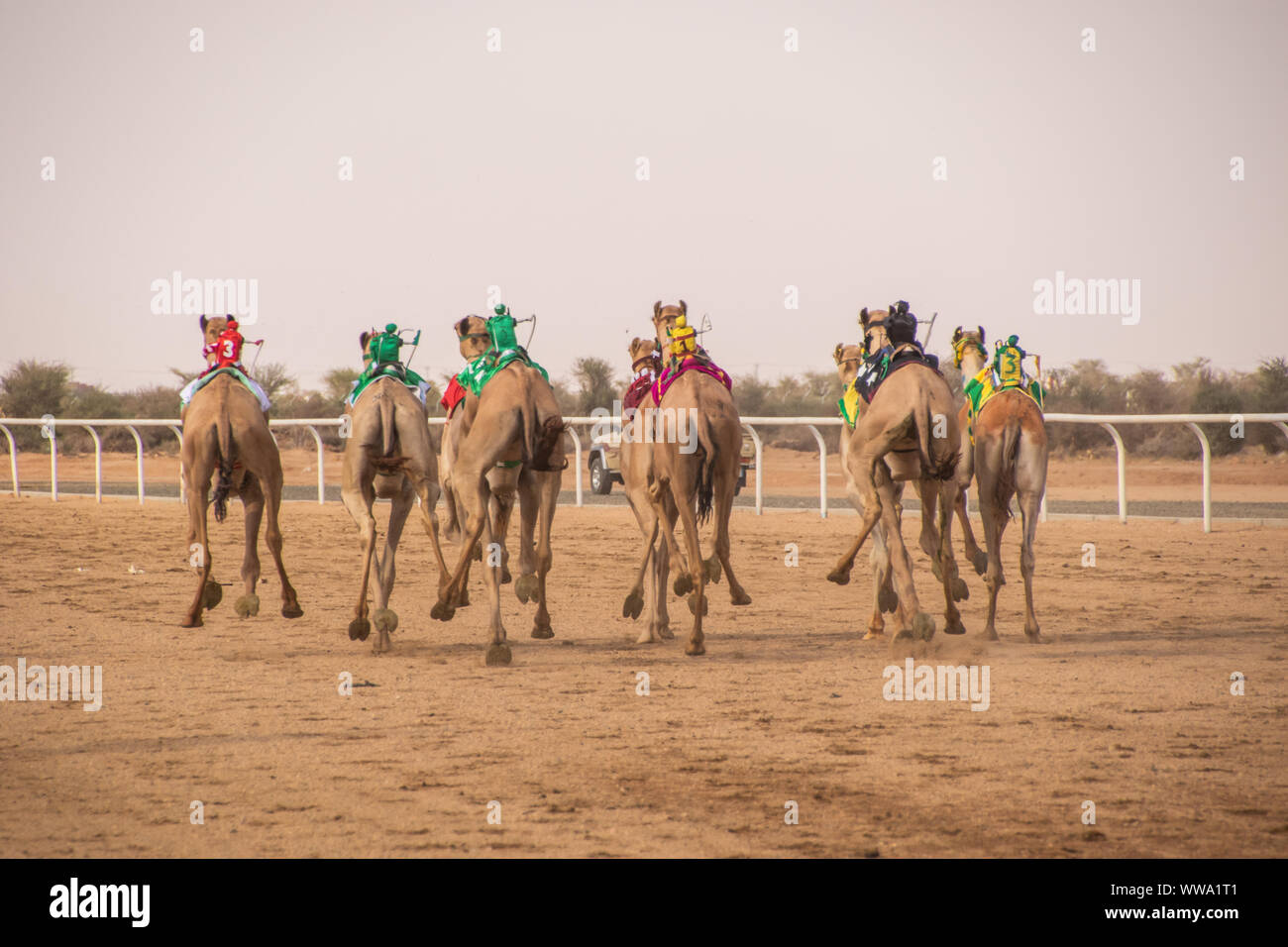 Camel Racing in Taif, Saudi Arabia Stock Photo - Alamy