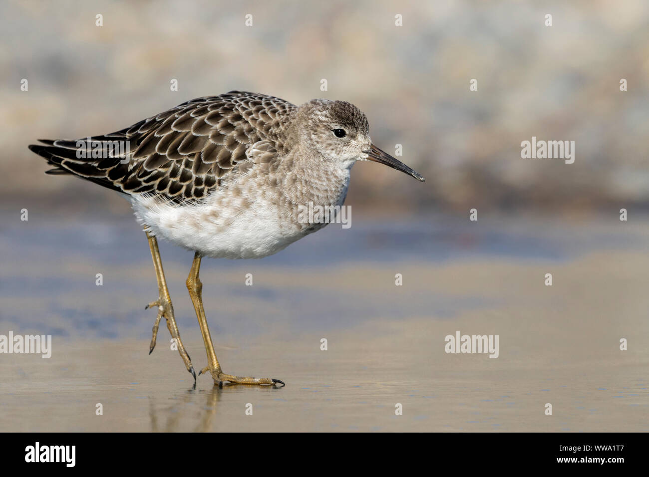 Ruff female reeve hi-res stock photography and images - Alamy