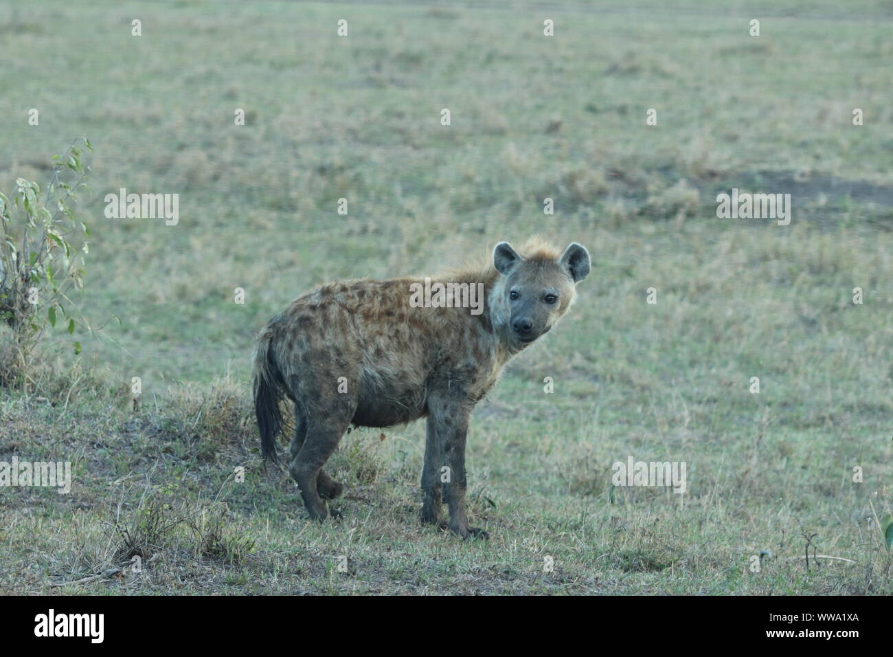 Spotted hyena standing in the savannah, Masai Mara National Park, Kenya ...
