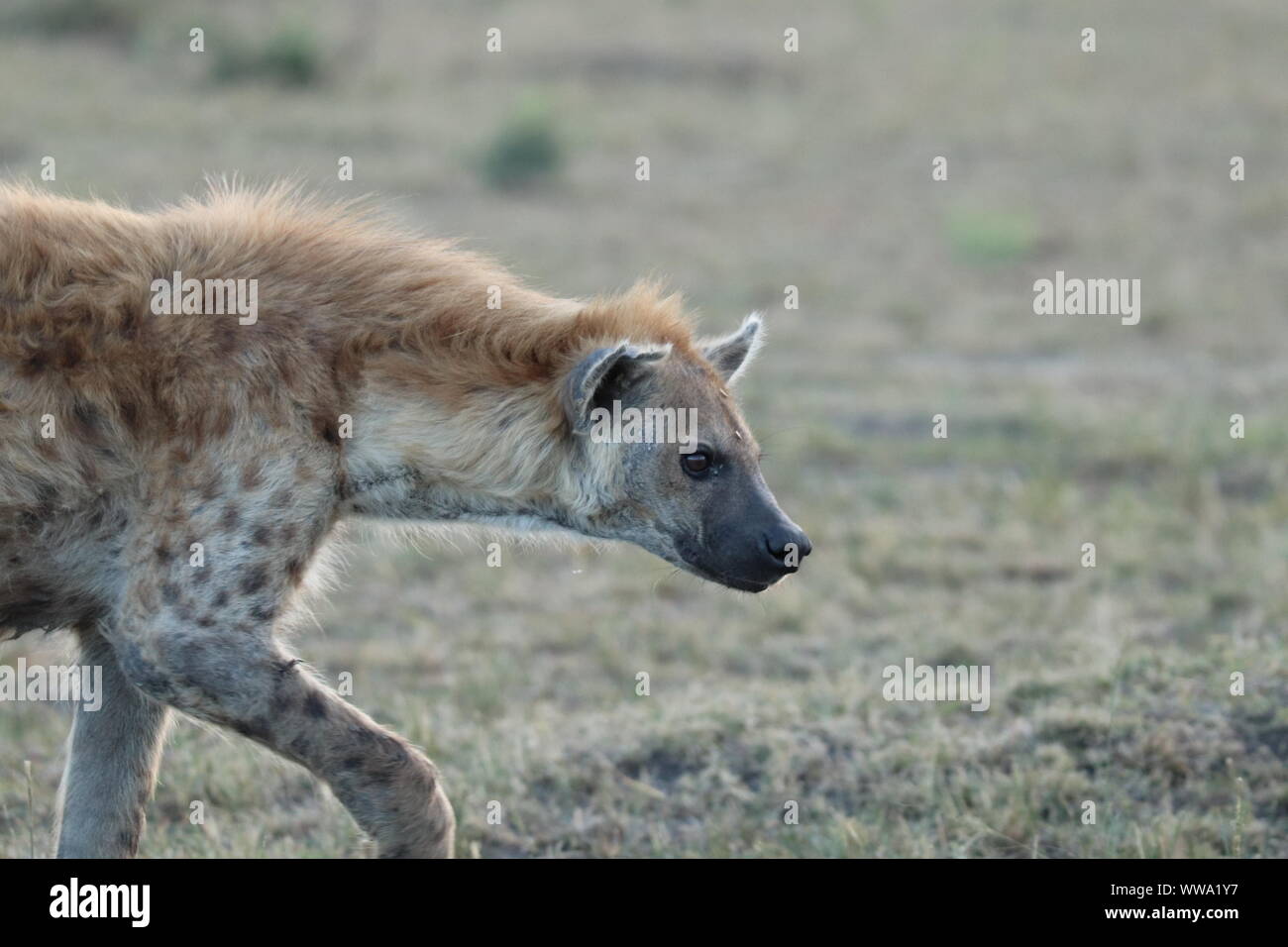 Spotted hyena with a falling ear, Masai Mara National Park, Kenya Stock ...