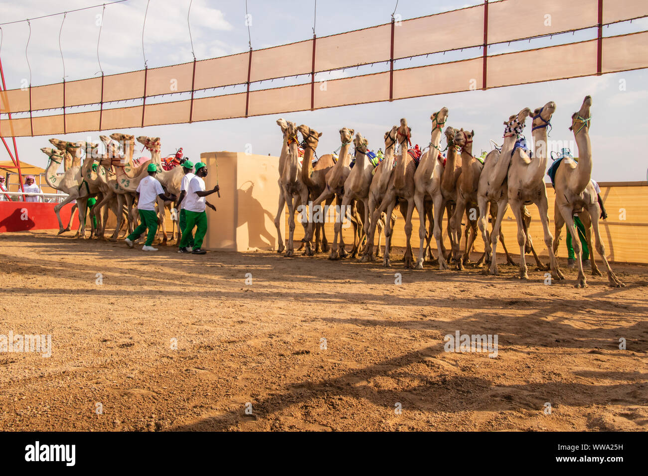 Camel Racing in Taif, Saudi Arabia Stock Photo - Alamy