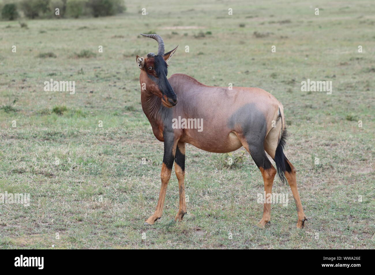 Broken horns hi-res stock photography and images - Alamy