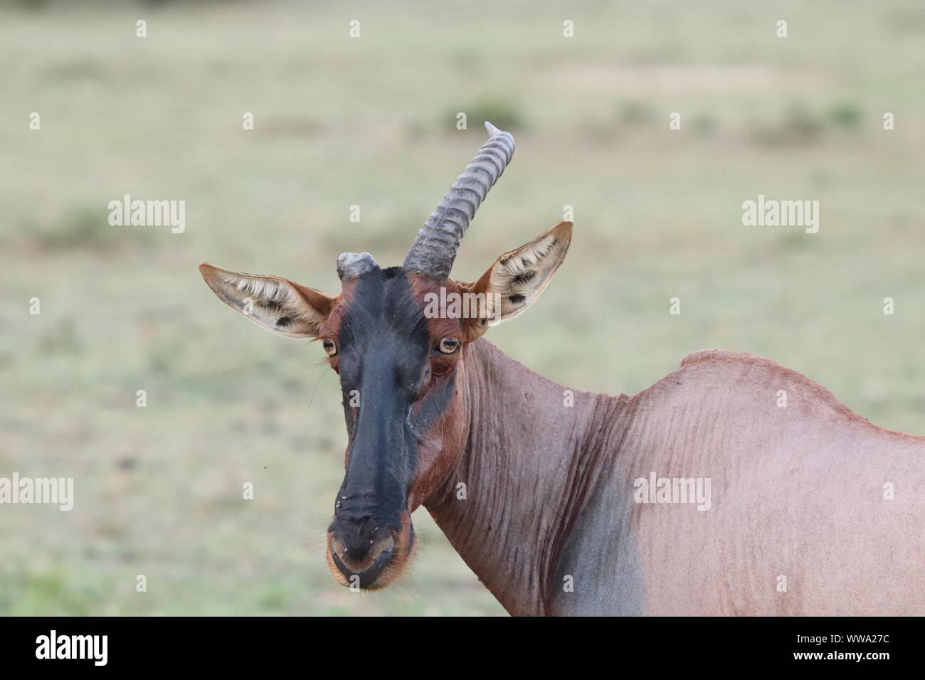 Broken horns hi-res stock photography and images - Alamy