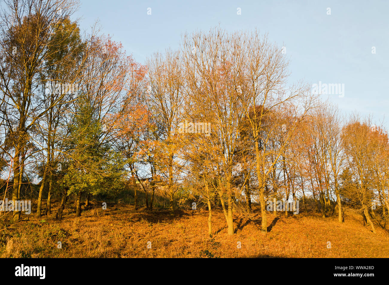 Autunm tree in the village, perfect fall scenery Stock Photo - Alamy