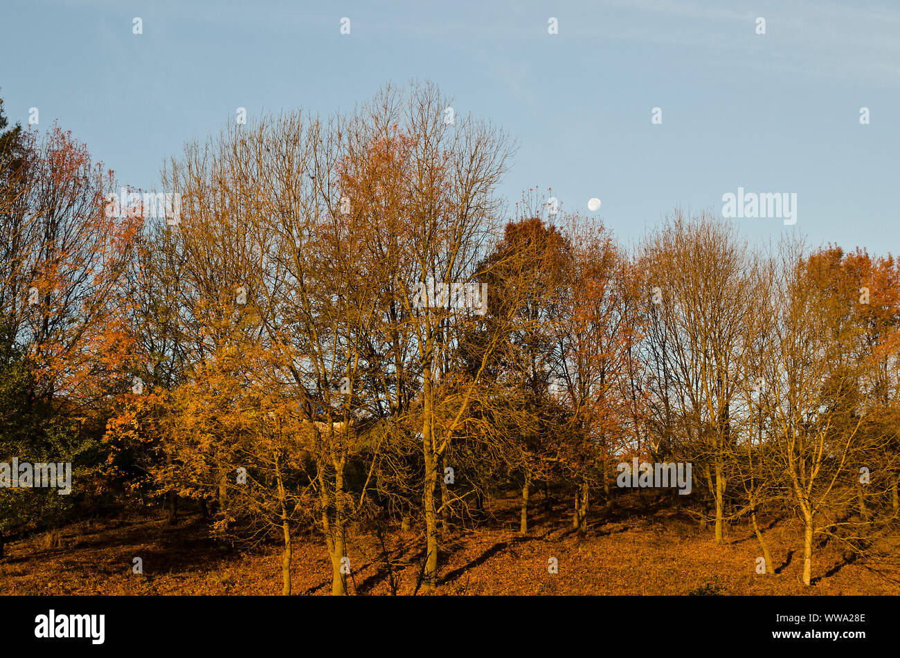 Fall environment hi-res stock photography and images - Alamy