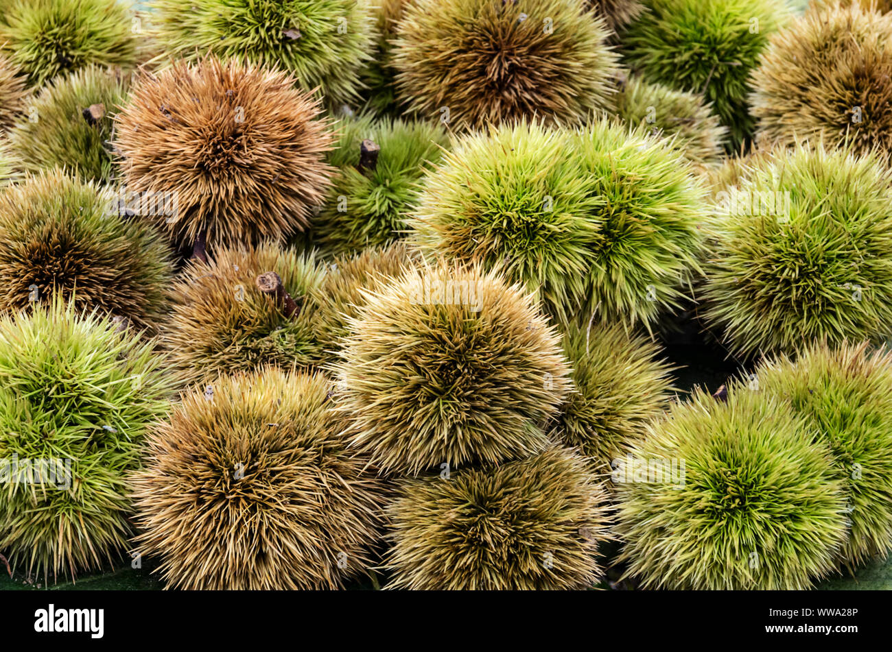 Autumn composition of chestnuts and hedgehog just picked Stock Photo ...
