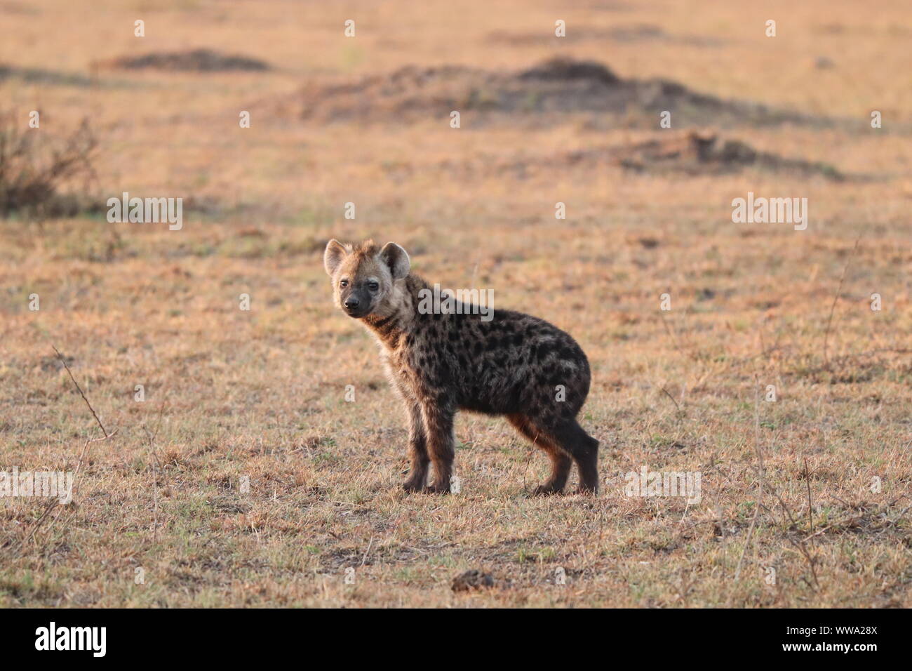 Young spotted hyena in the savannah, Masai Mara National Park, Kenya ...