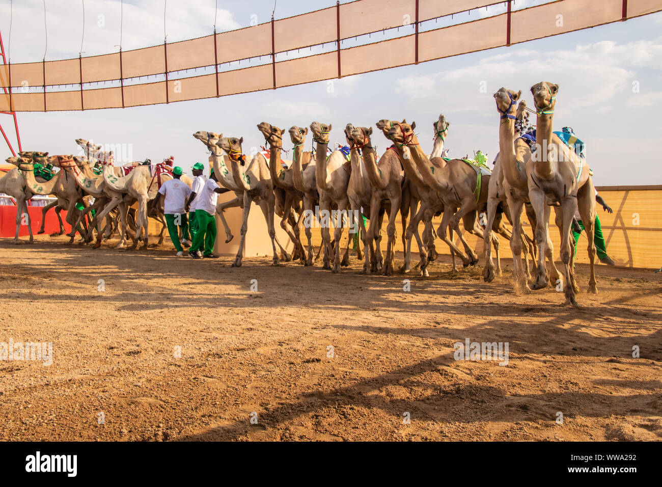 Camel Racing in Taif, Saudi Arabia Stock Photo - Alamy