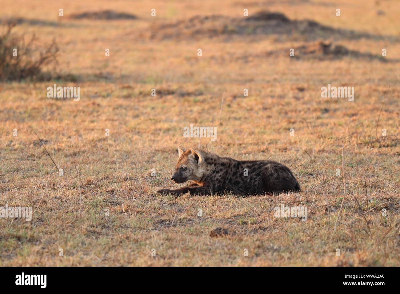 Young spotted hyena in the savannah, Masai Mara National Park, Kenya ...