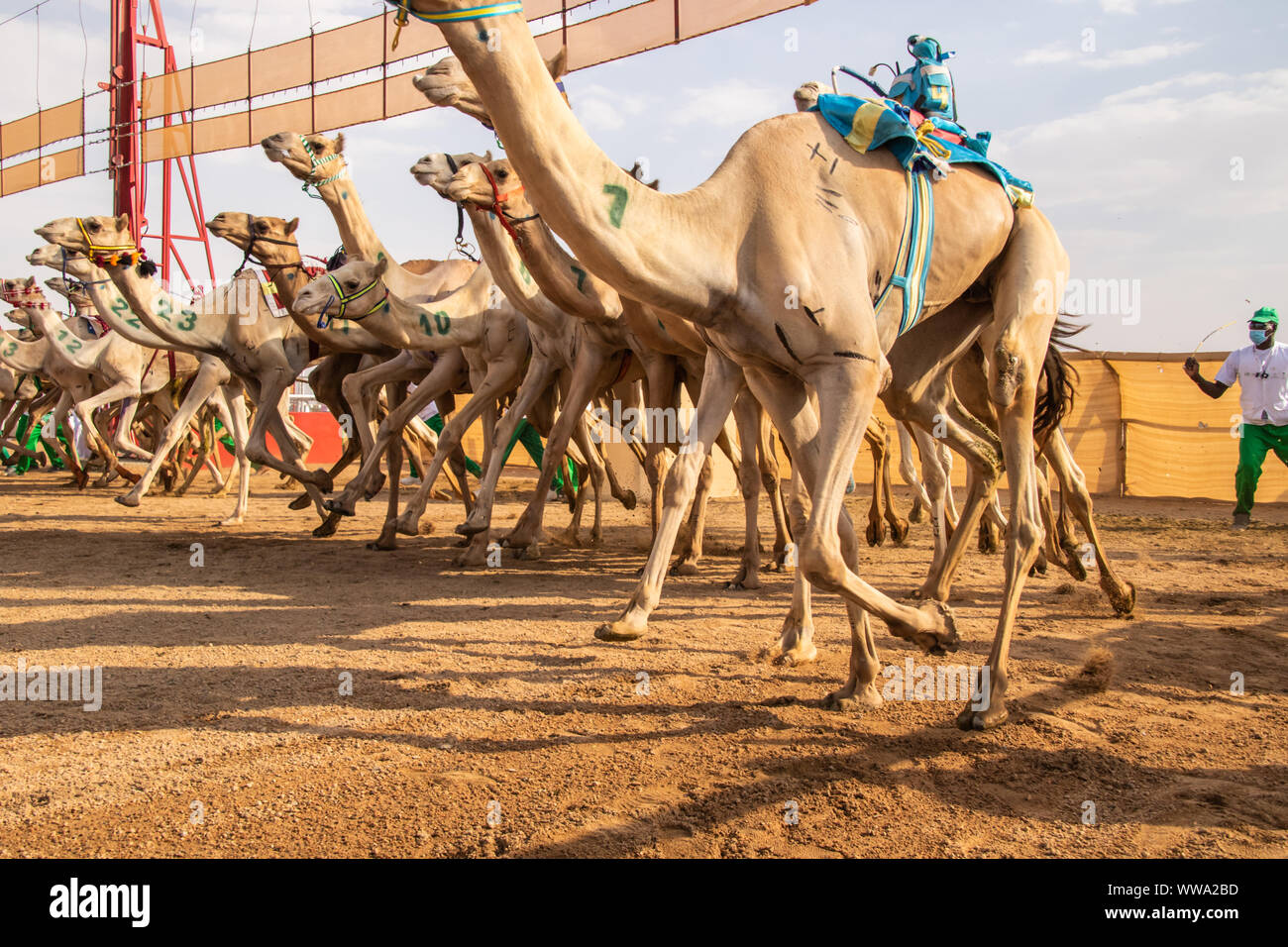 Camel Racing In Saudi Arabia The Saudi Camel Federation Stock Photos