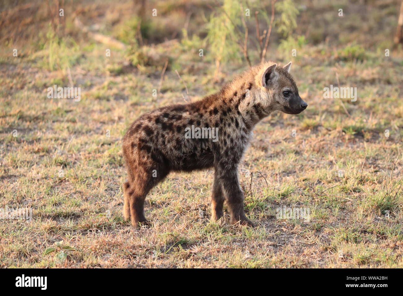 Young spotted hyena in the savannah, Masai Mara National Park, Kenya ...