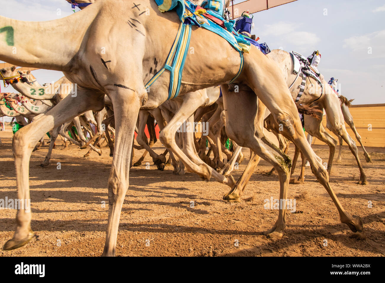 Camel Racing in Taif, Saudi Arabia Stock Photo - Alamy