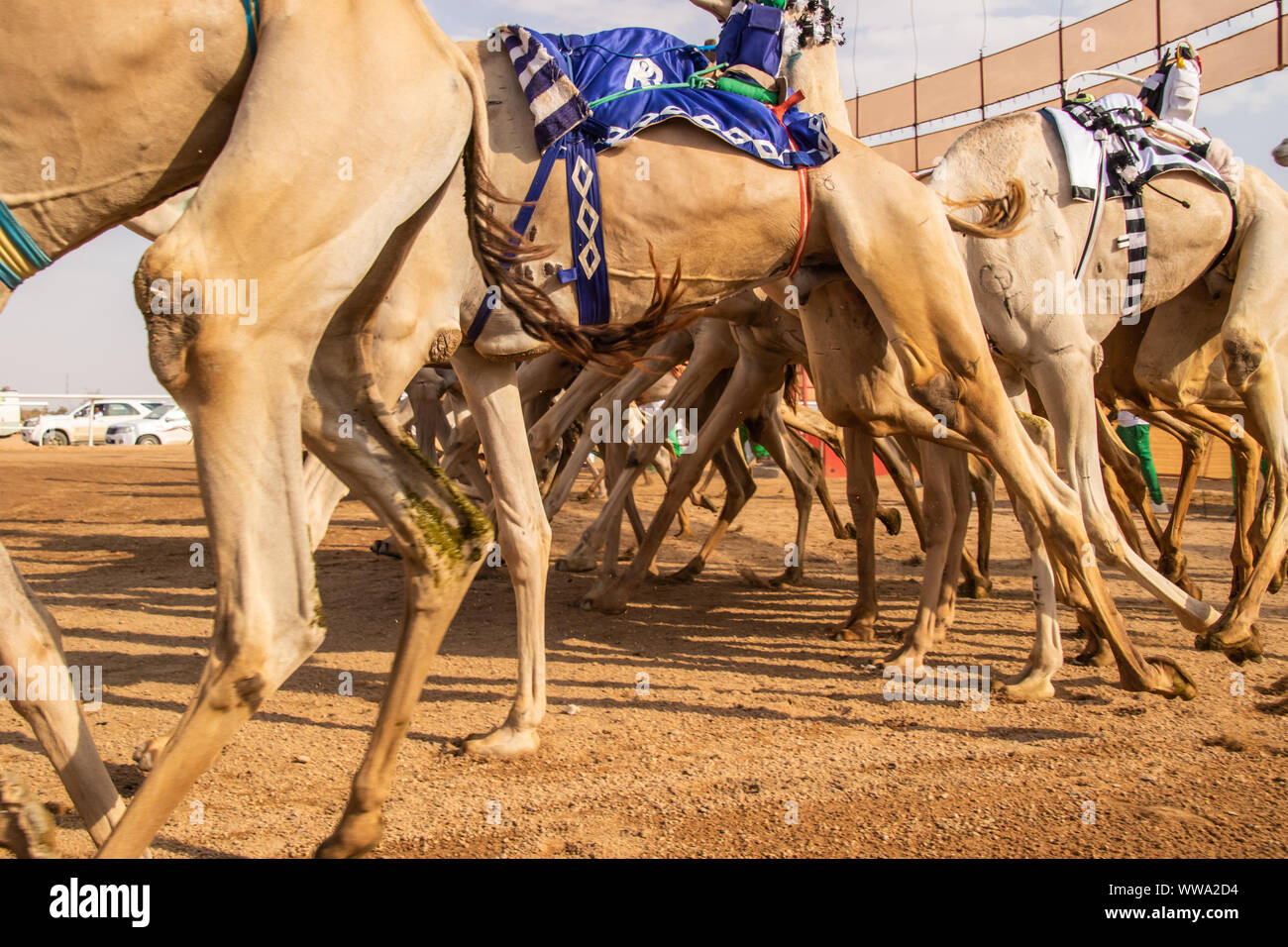 Camel Racing in Taif, Saudi Arabia Stock Photo - Alamy
