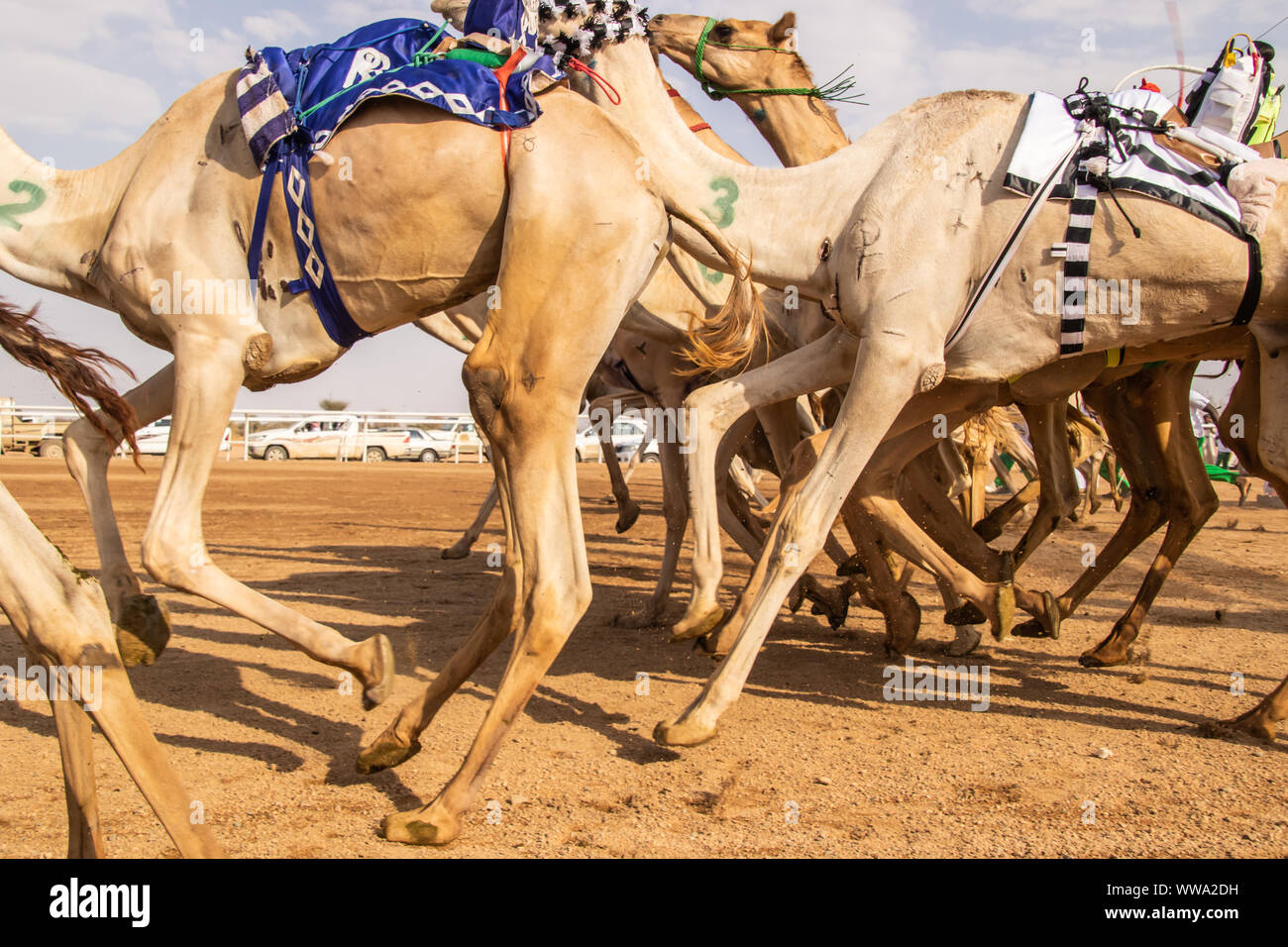 Camel Racing in Taif, Saudi Arabia Stock Photo - Alamy