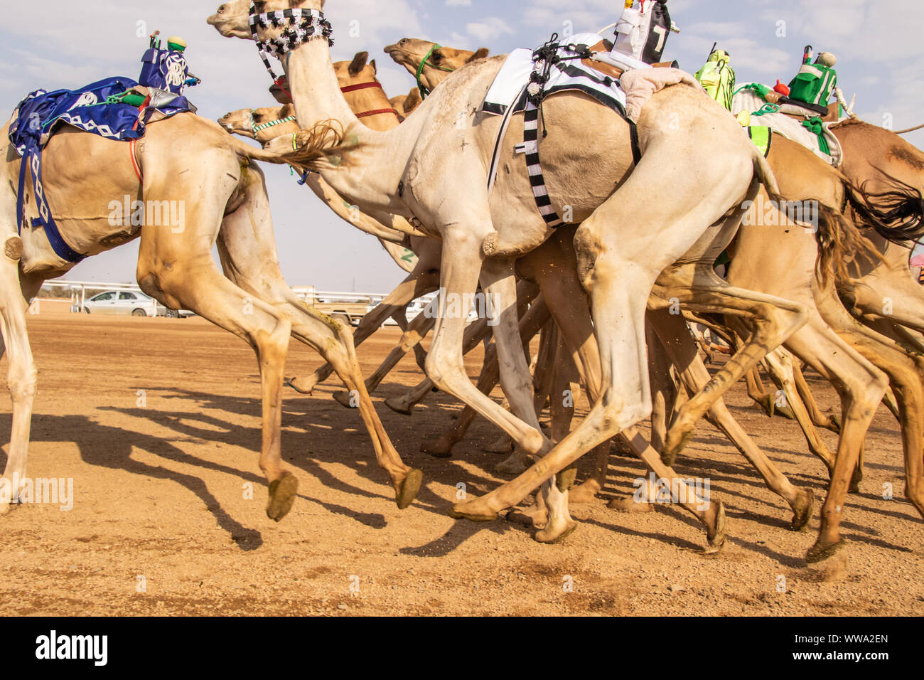 Camel Racing in Taif, Saudi Arabia Stock Photo - Alamy