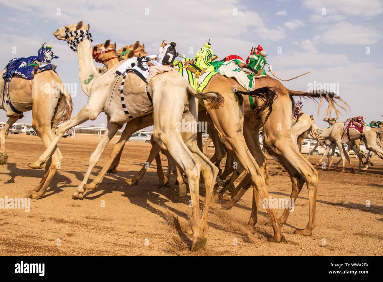 Camel Racing in Taif, Saudi Arabia Stock Photo - Alamy