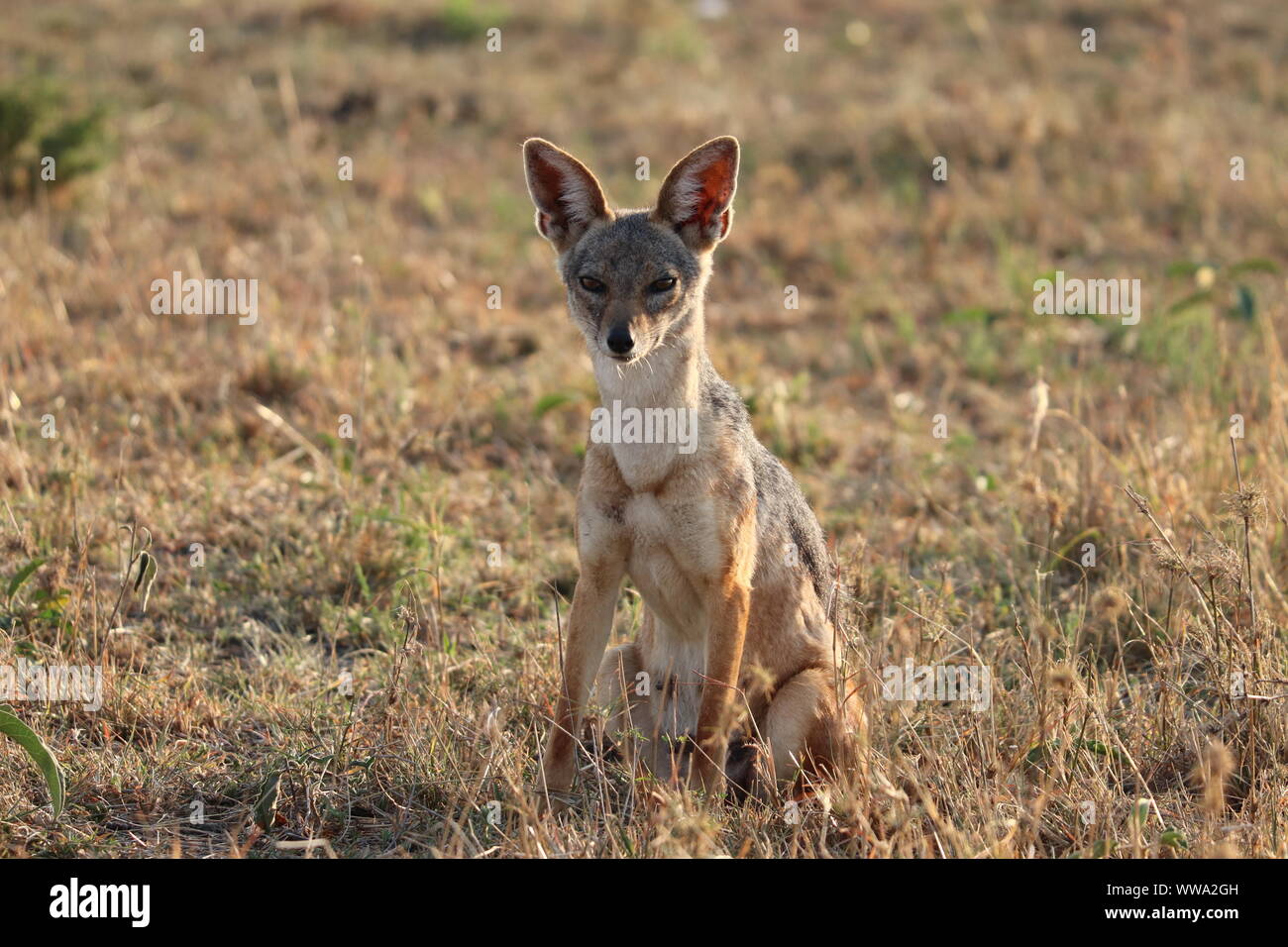 Female black-backed jackal in the savannah, Masai Mara National Park ...