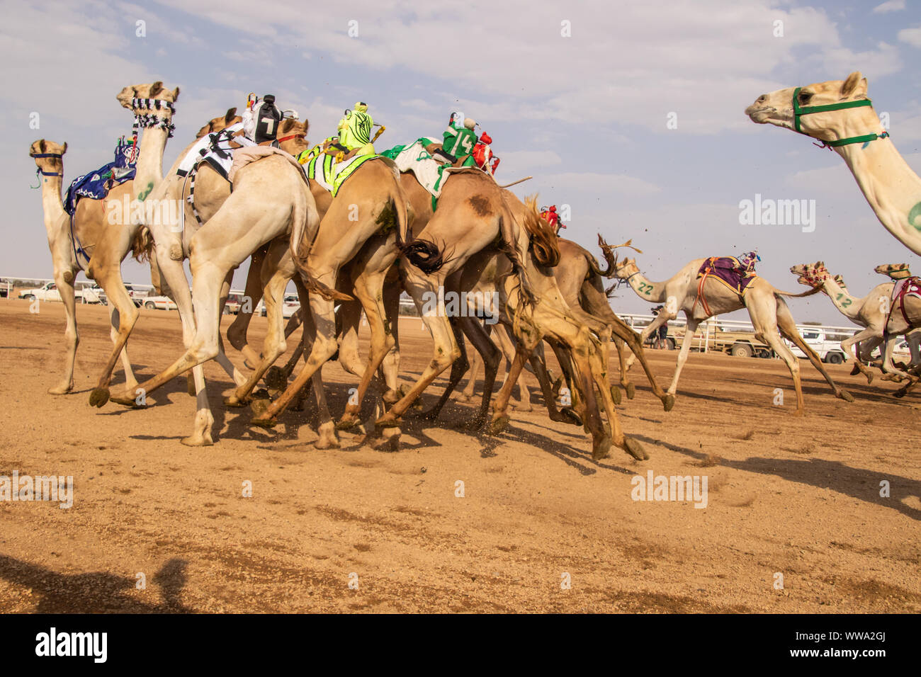 Camel Racing in Taif, Saudi Arabia Stock Photo - Alamy