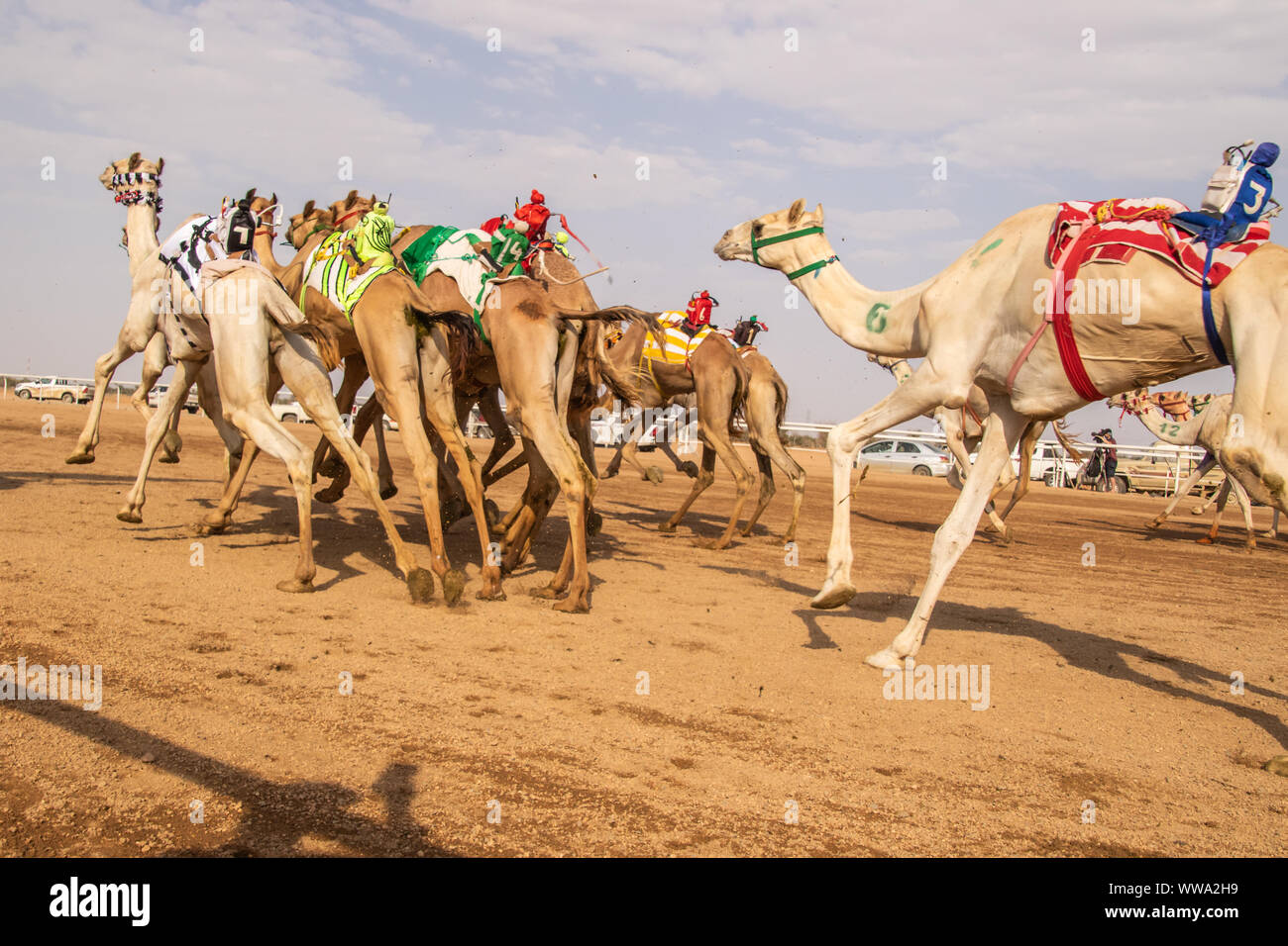 Camel Racing in Taif, Saudi Arabia Stock Photo - Alamy