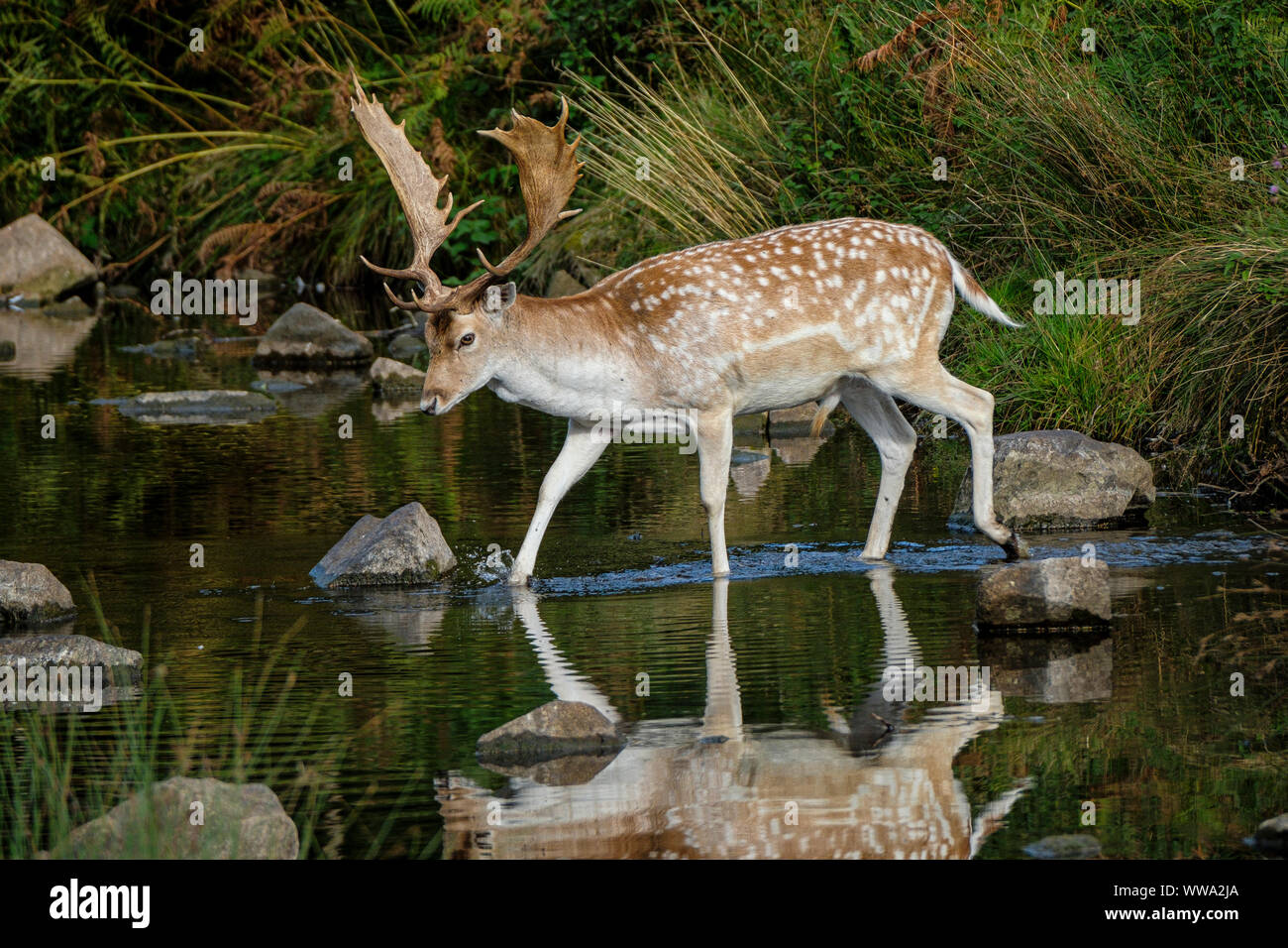 Deer Crossing Stream High Resolution Stock Photography and Images - Alamy