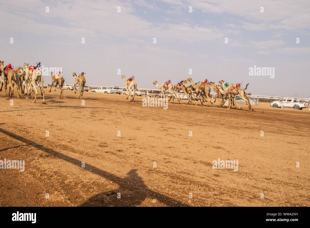 Camel Racing in Taif, Saudi Arabia Stock Photo - Alamy