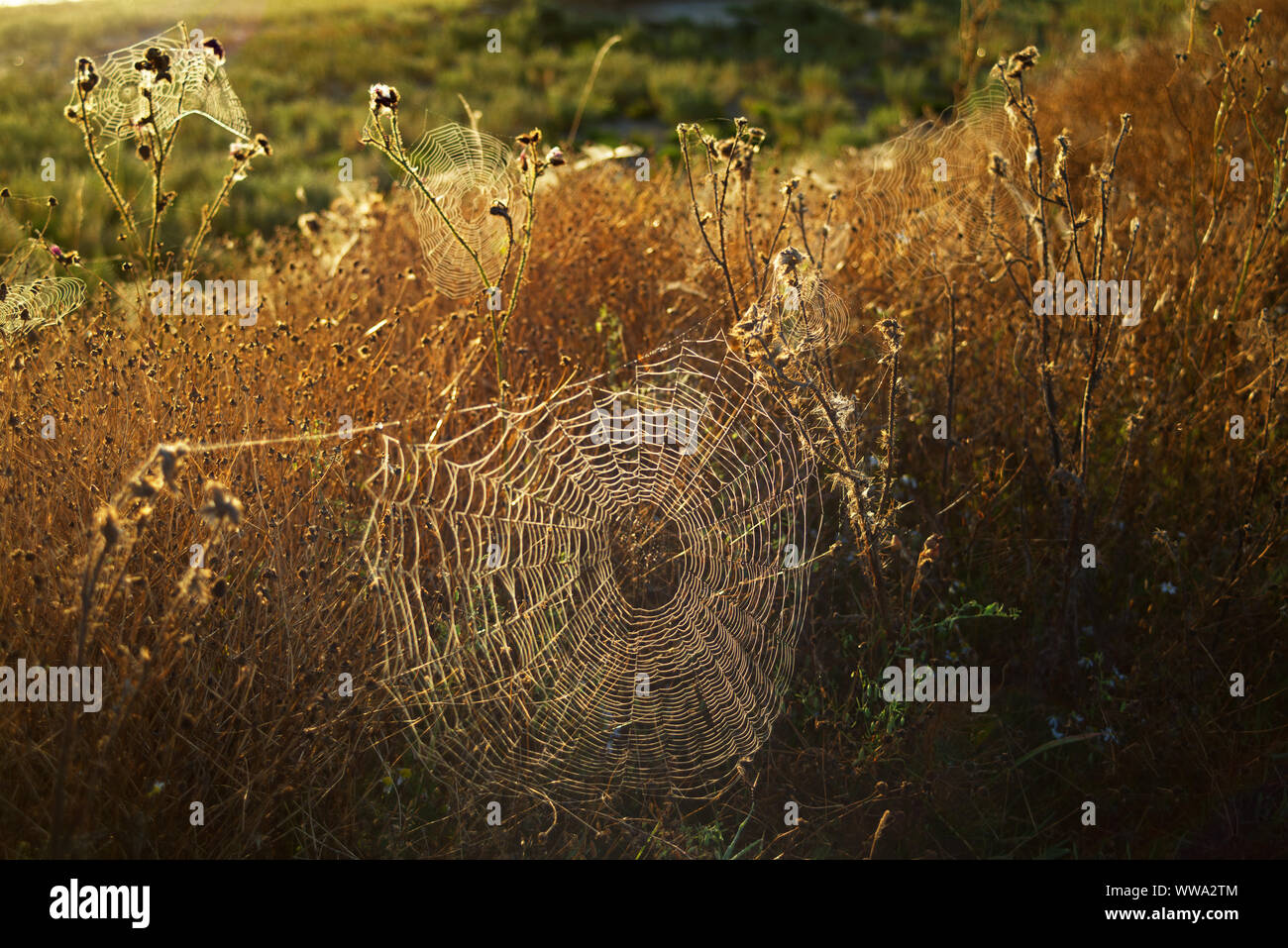Spider webs in sunlight in the autumn Stock Photo - Alamy