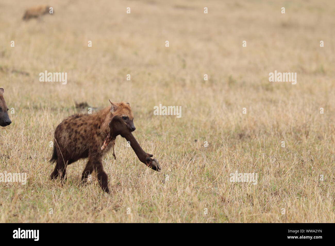 Young spotted hyena carrying a wildebeest leg, Masai Mara National Park ...