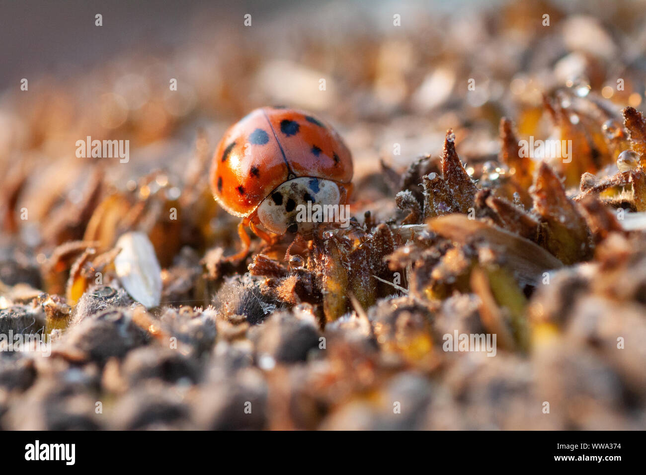 Bright red dotted ladybug on ripe black sunflower seeds in a farmer's ...