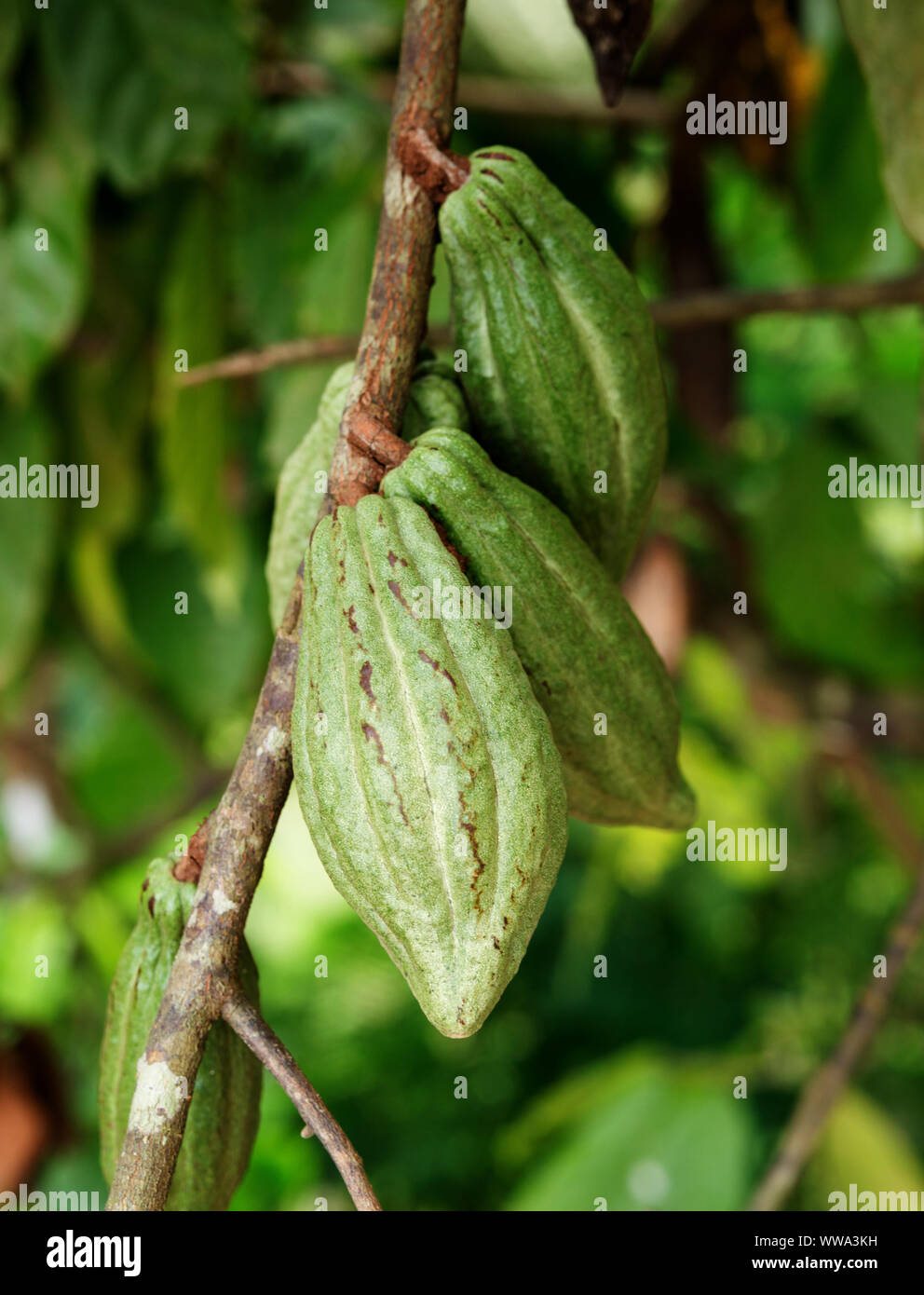 Cocoa seed hi-res stock photography and images - Alamy