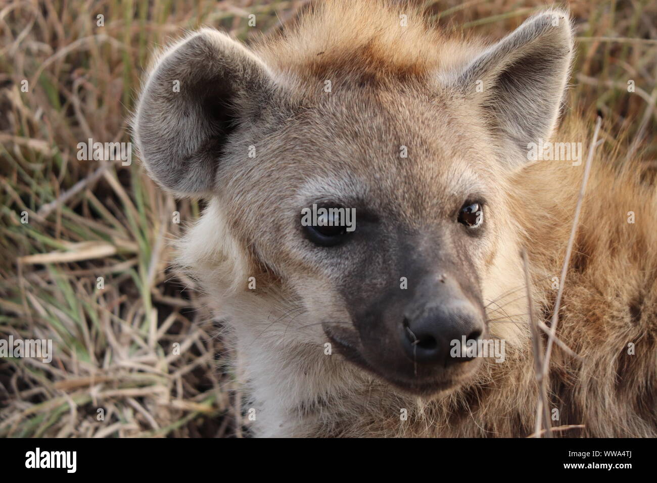Young spotted hyena in the savannah, Masai Mara National Park, Kenya ...