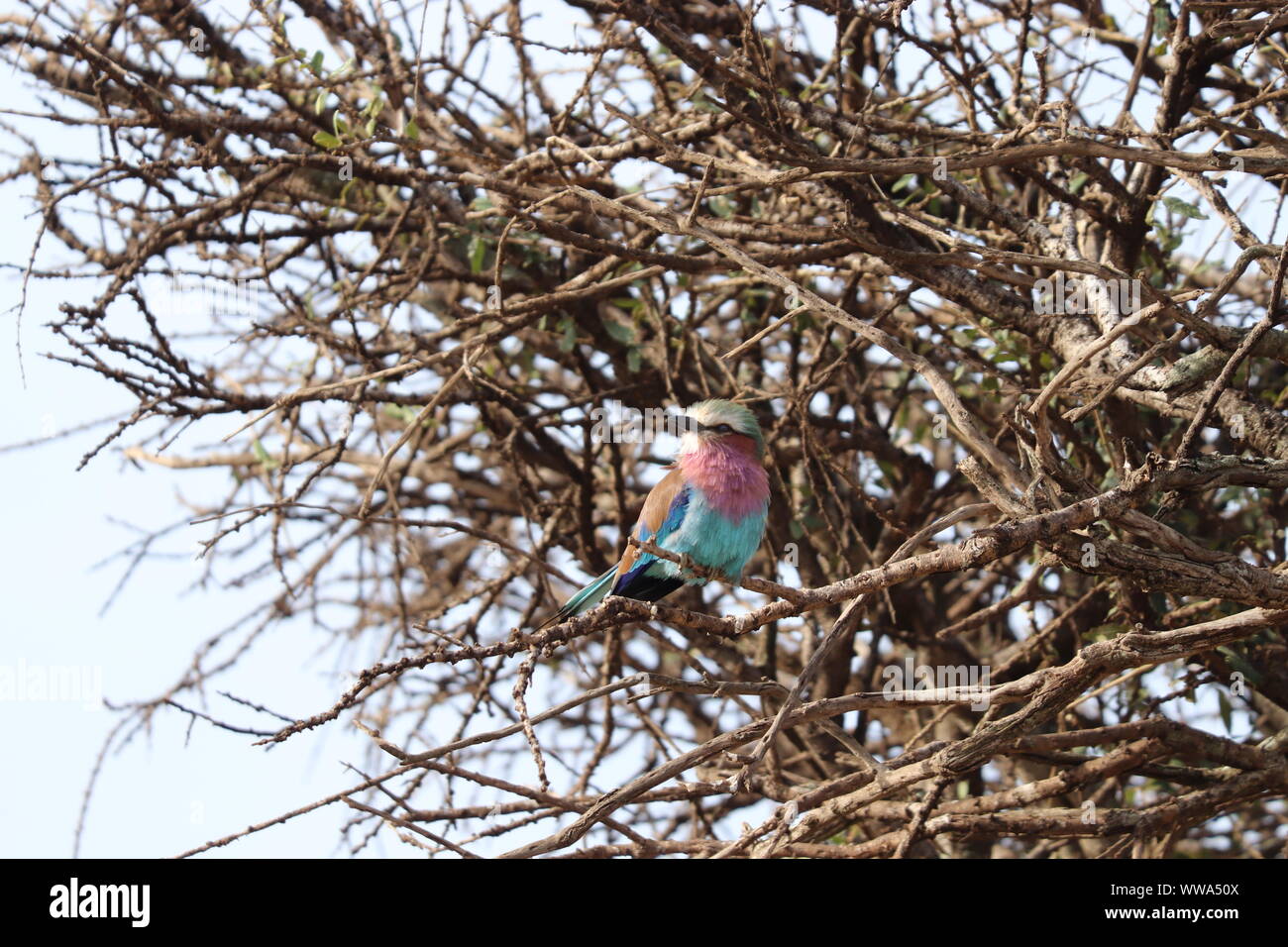 Lilac-breasted roller in a tree, Masai Mara National Park, Kenya Stock ...