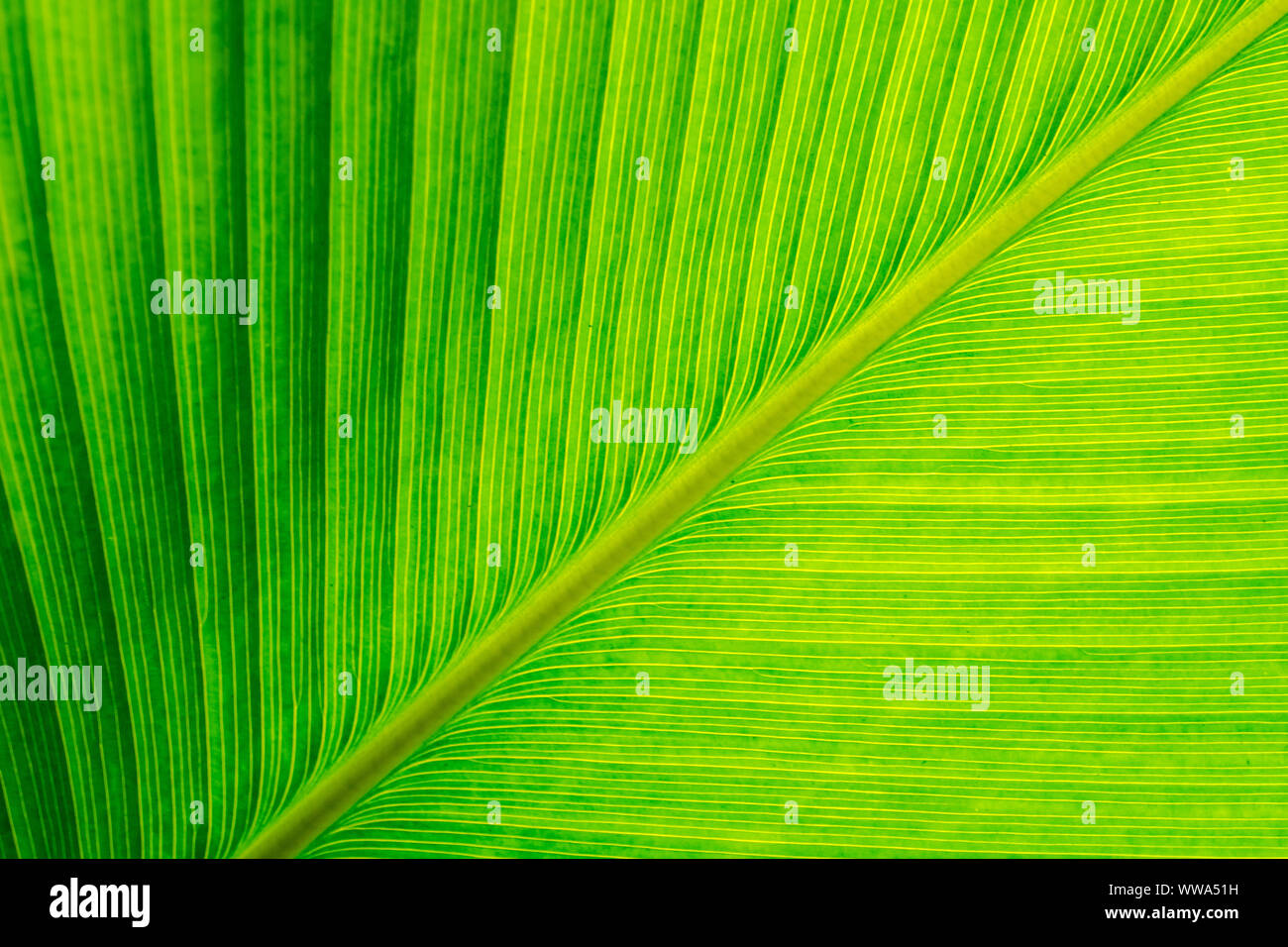 Texture on surface of Cigar plant leaf, green background Stock Photo ...