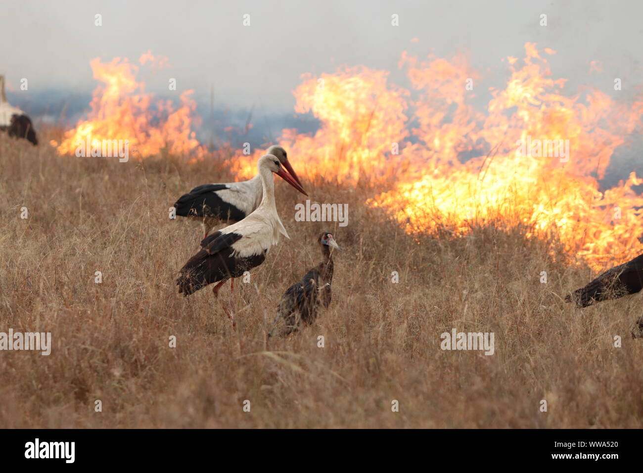 Birds eating insects escaping bush fire, Masai Mara National Park ...
